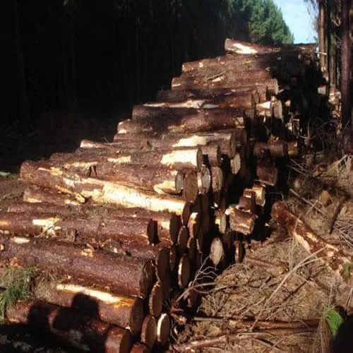 Toras de Pinus - especificações técnicas e mais